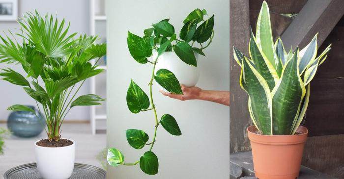 9 Plantas para oxigenar e eliminar maus odores da casa – Dicas da avó 9 Plantas para oxigenar e eliminar maus odores da casa – Dicas da avó